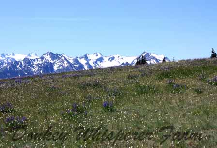 mountainsonhiuricaneridge