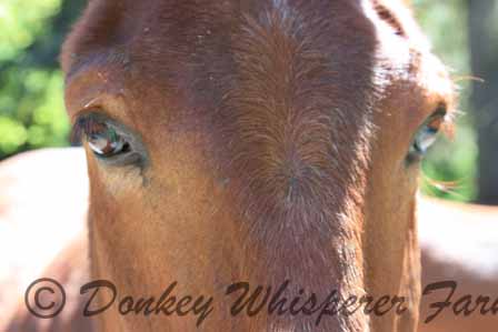 Hard Working Mules Clearing The Trails Of The Olympic Mountains