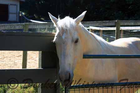 Horses, Donkeys and Mules Are Helping People With Disabilities
