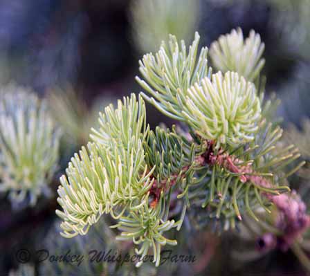 hurricaneridgemttree