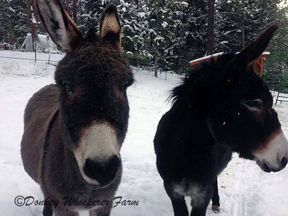 MADDIETRIXISTANDARDDONKEYSMT