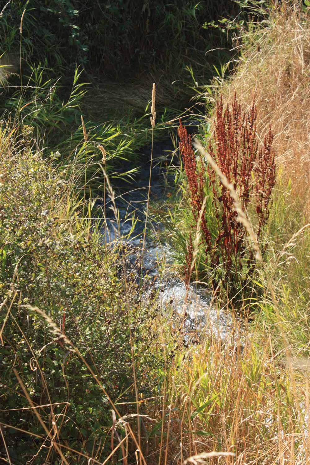 STREAMRUNNINGLAND