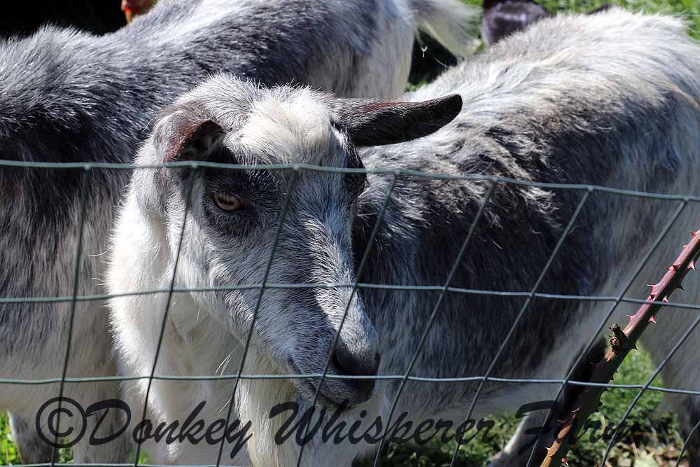 goatssssbestshotneighbor2014april