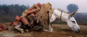 donkey-abuse