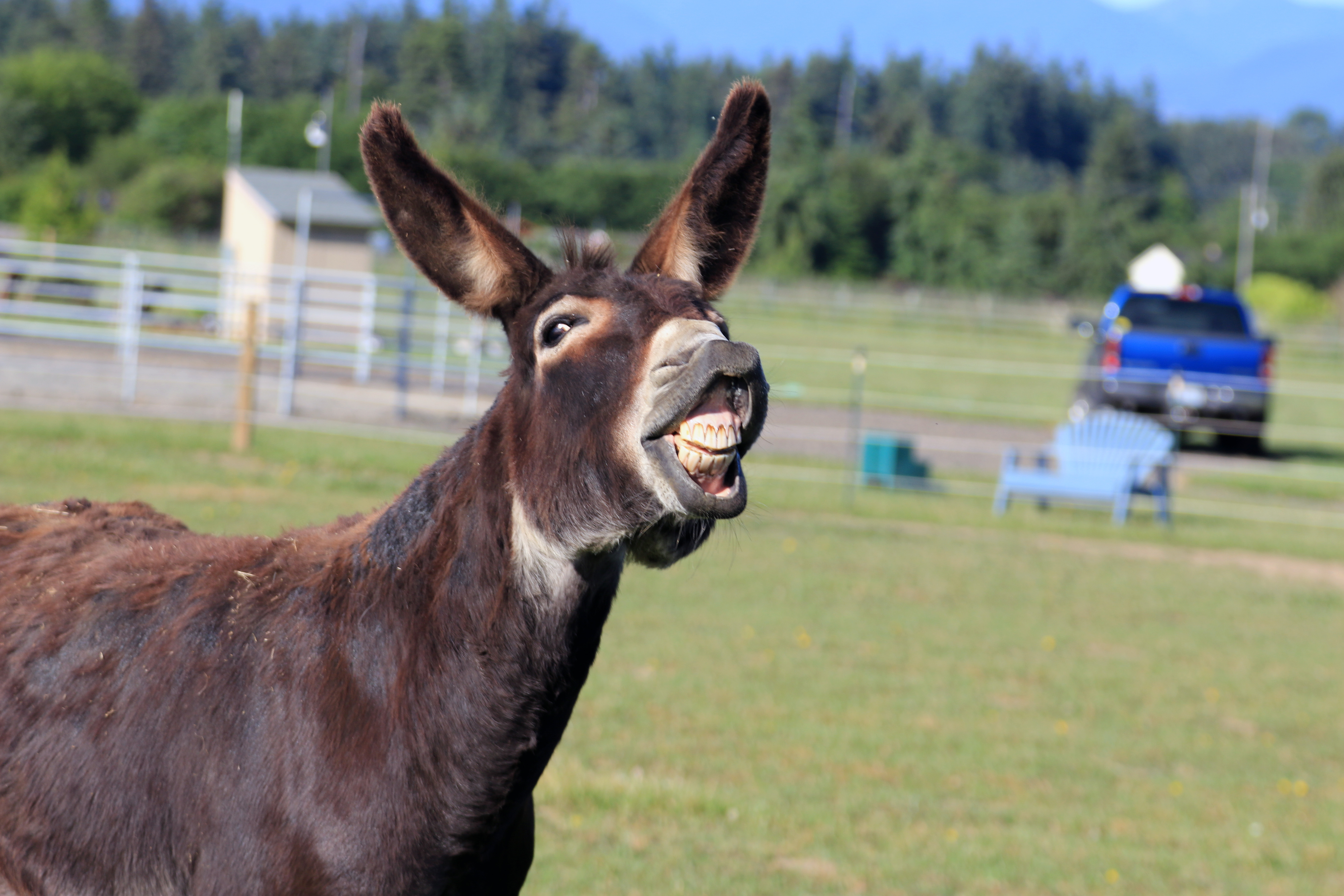 Why Do Horses, Donkeys and Mules SMILE?