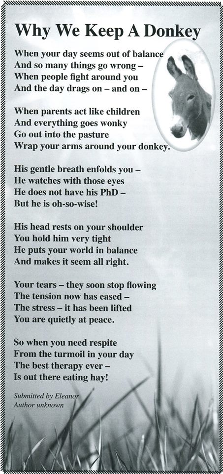 Why We Love Our Donkeys