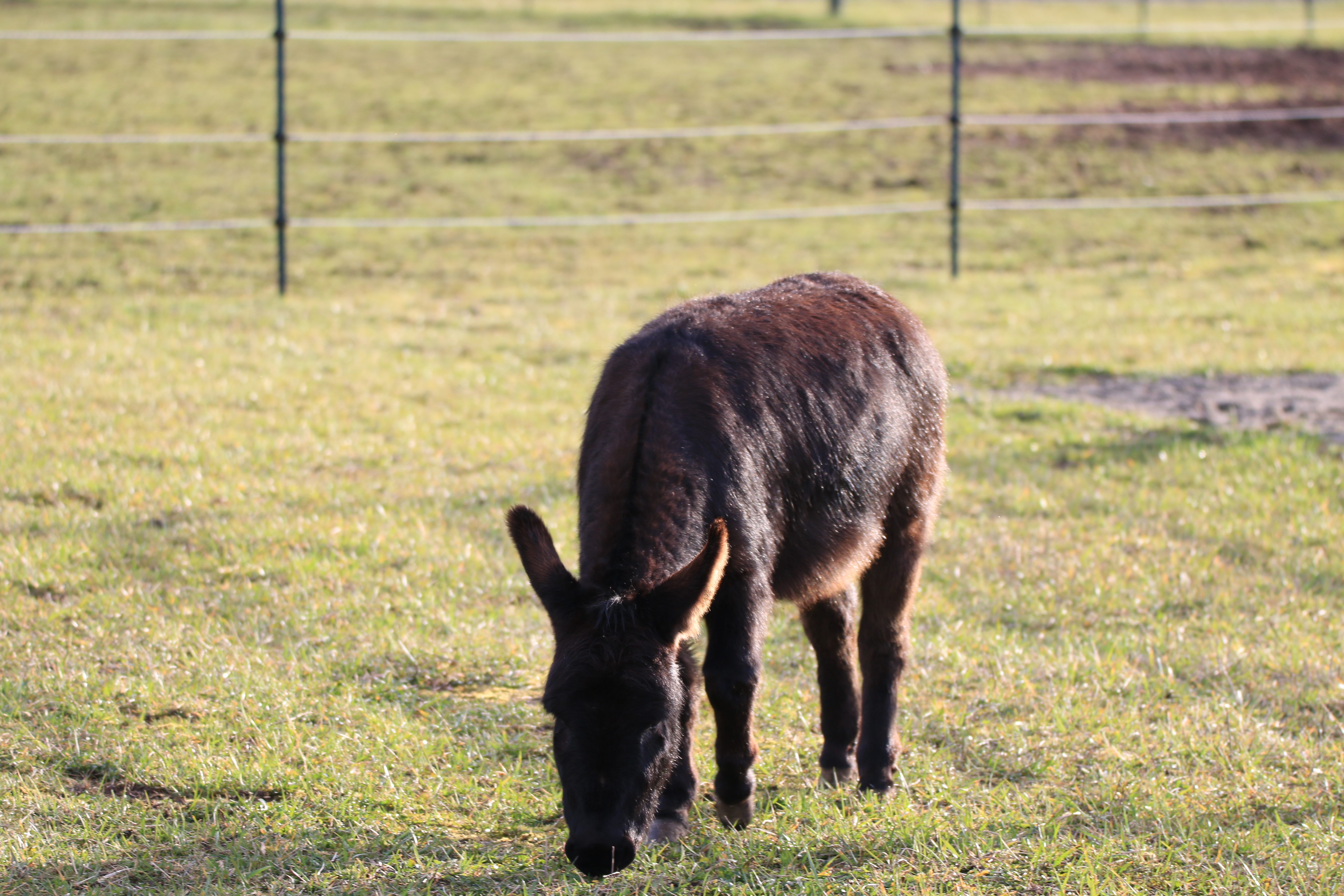 Farm Life Is The Best, Donkey Rope Halters For Sale