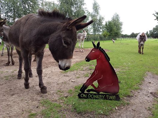 ON DONKEY TIME