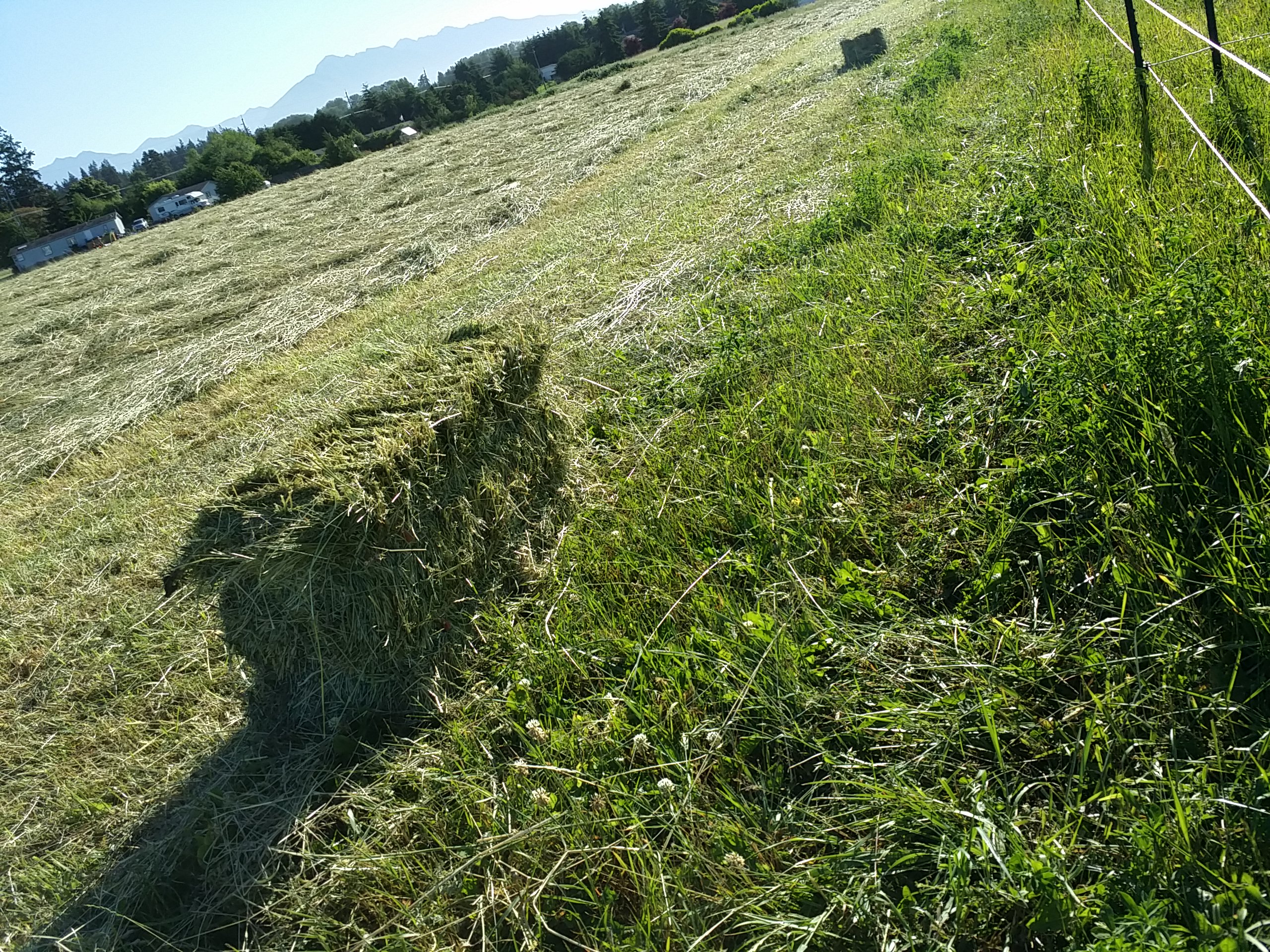 hay