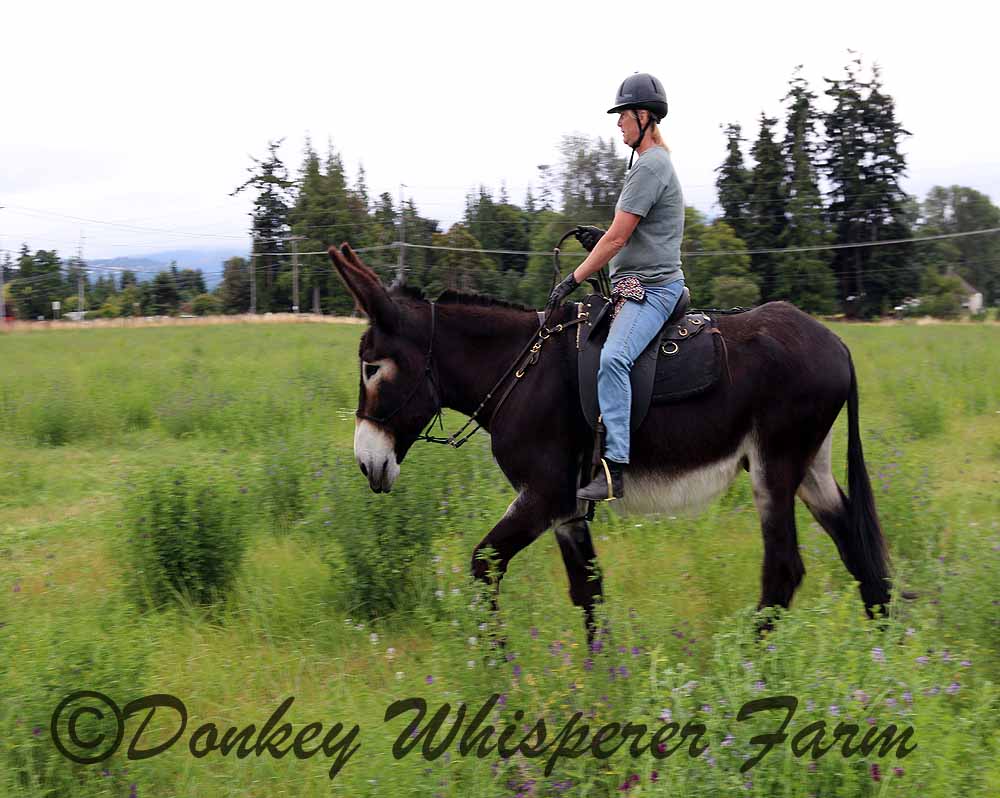 Donkey 101 E-TRAINING – Take Your Trainer To The Farm With You