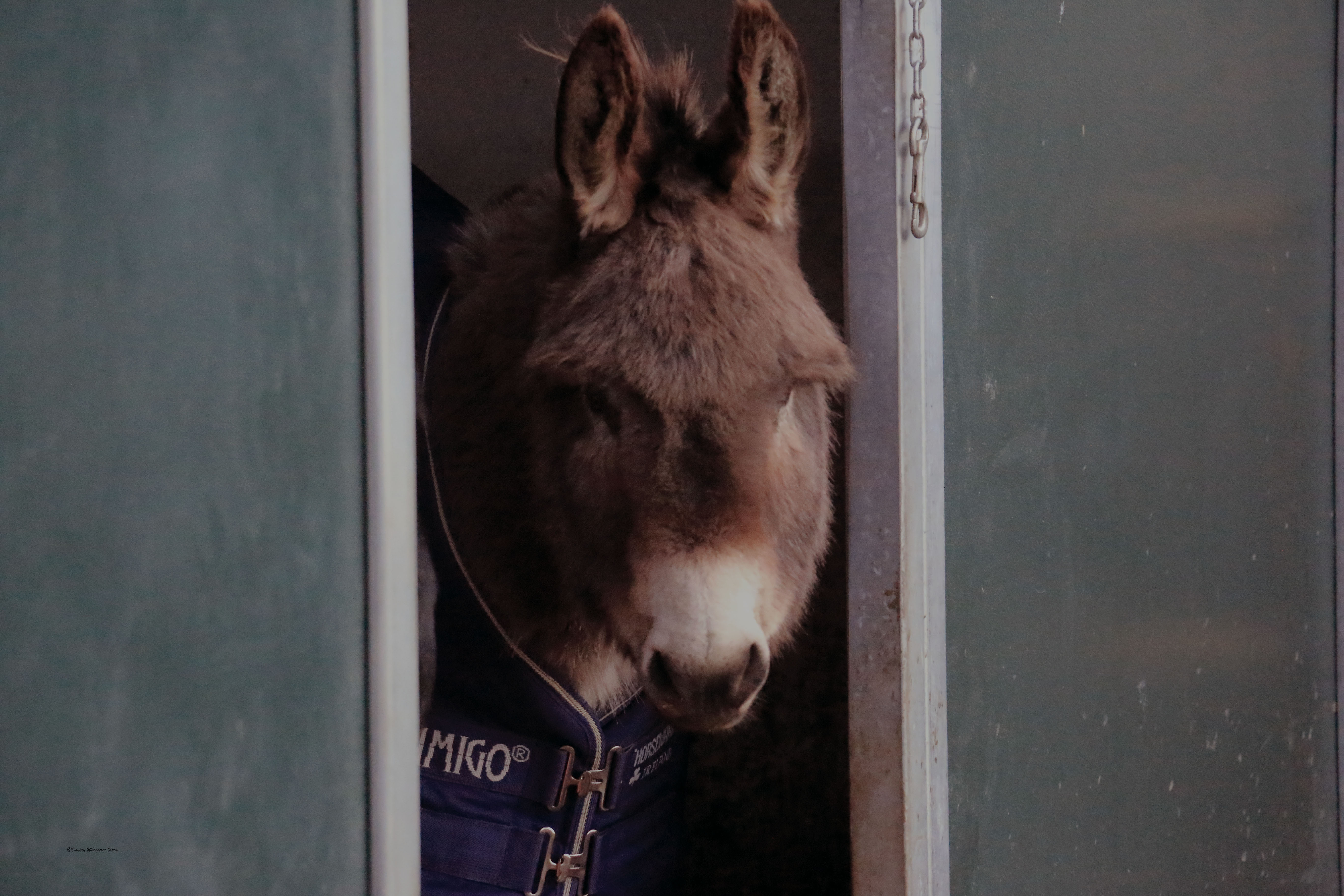 Donkey Education