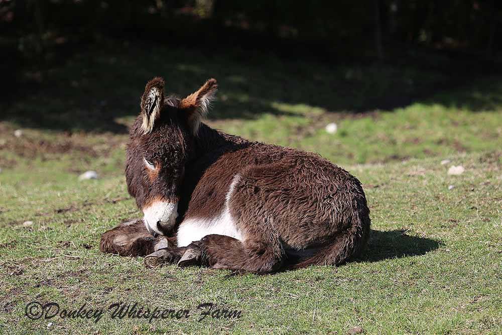Donkeys Are Stoic Will Not Show Pain Until It Is Too Late