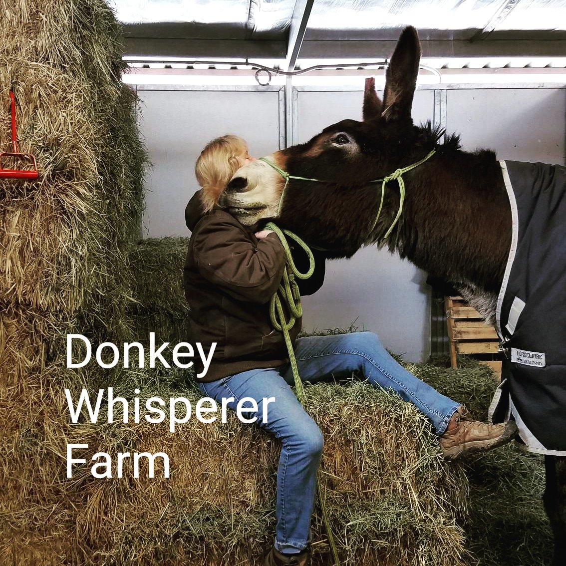 Calling The Donkeys