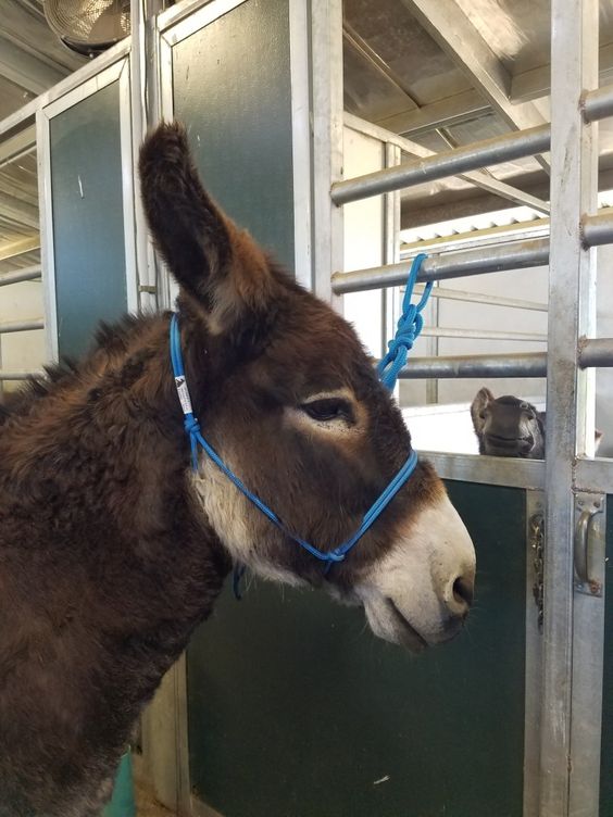 burro629416a7a339fdd1ed9c18c41e00368c