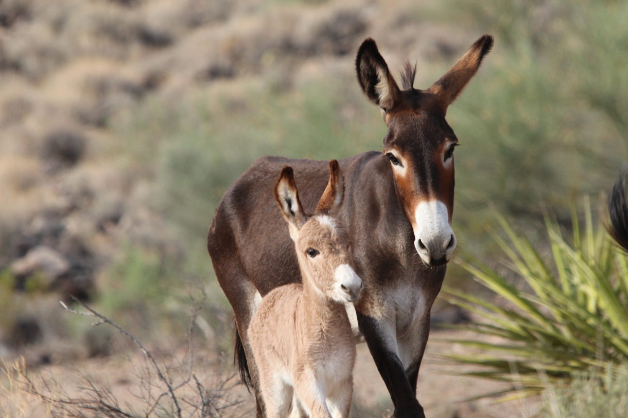 Preventing Wild Burro Slaughter
