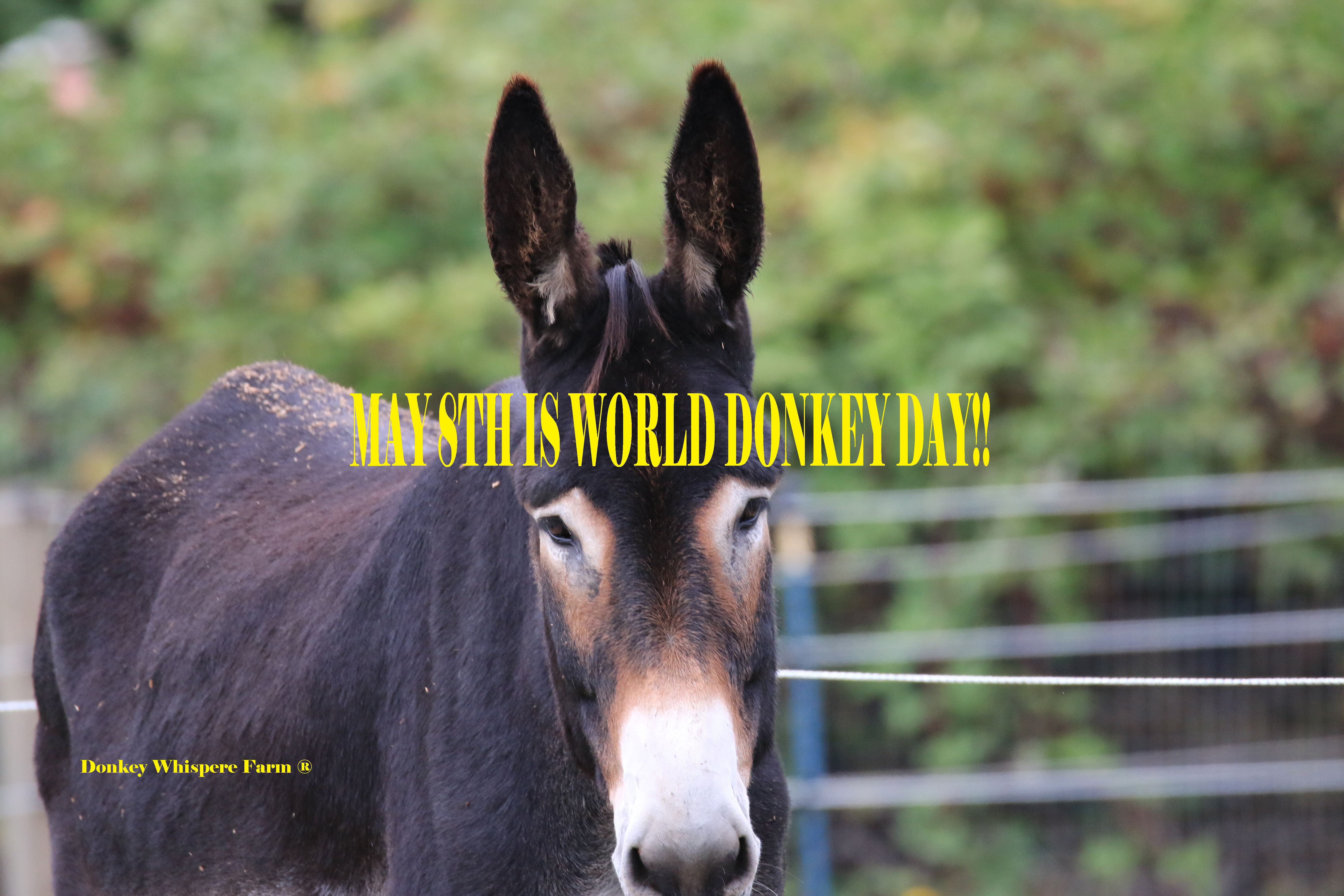 May 8th Is World Donkey Day