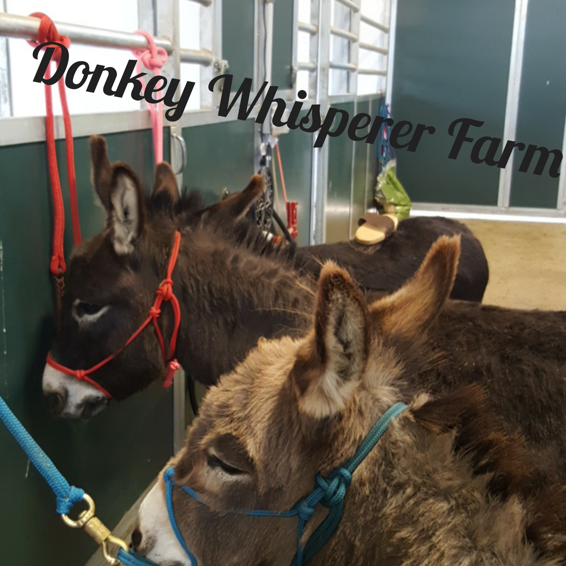 Donkey Education