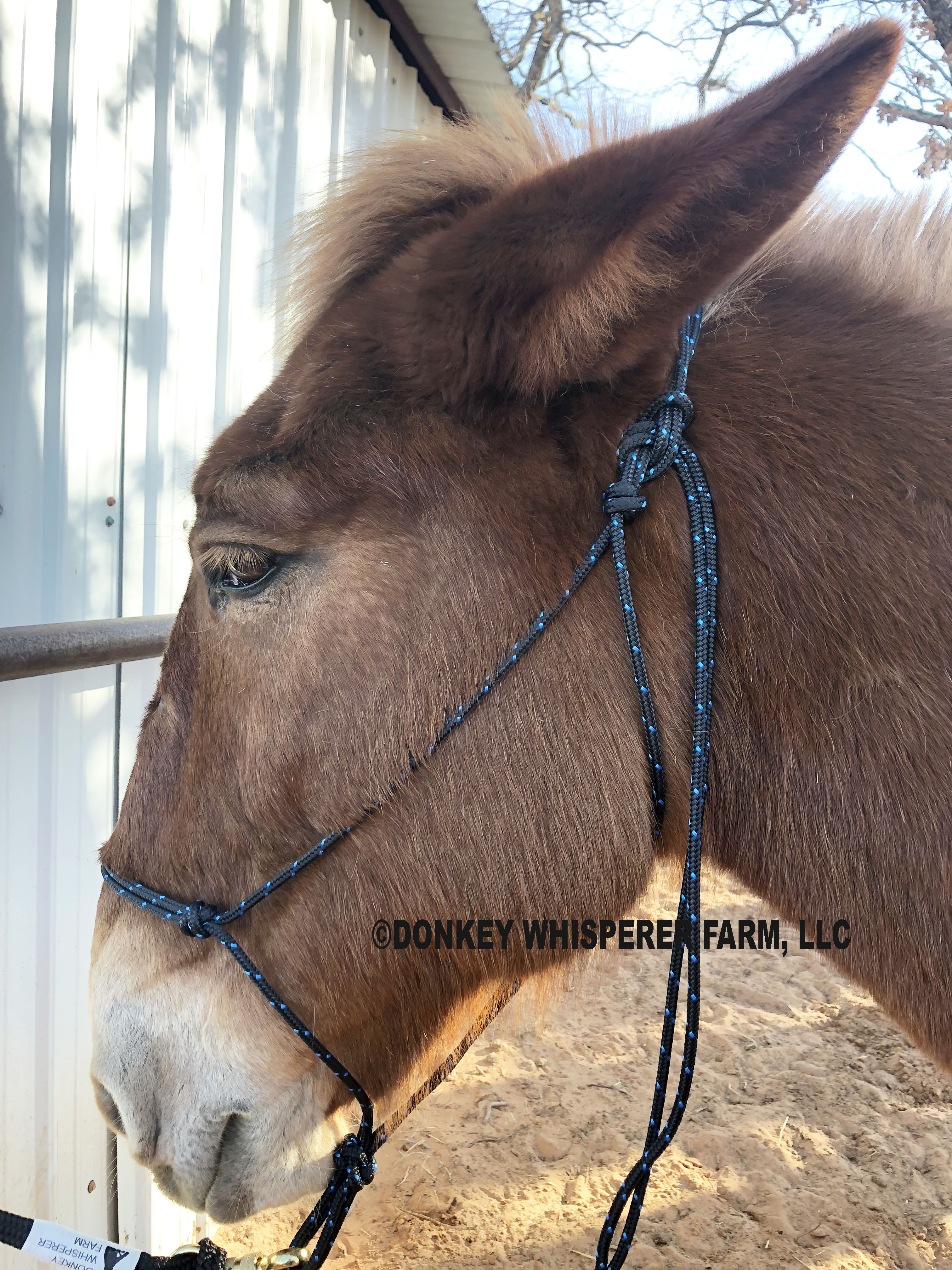 Donkey Education
