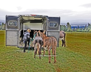 Donkey Trailer Loading Training