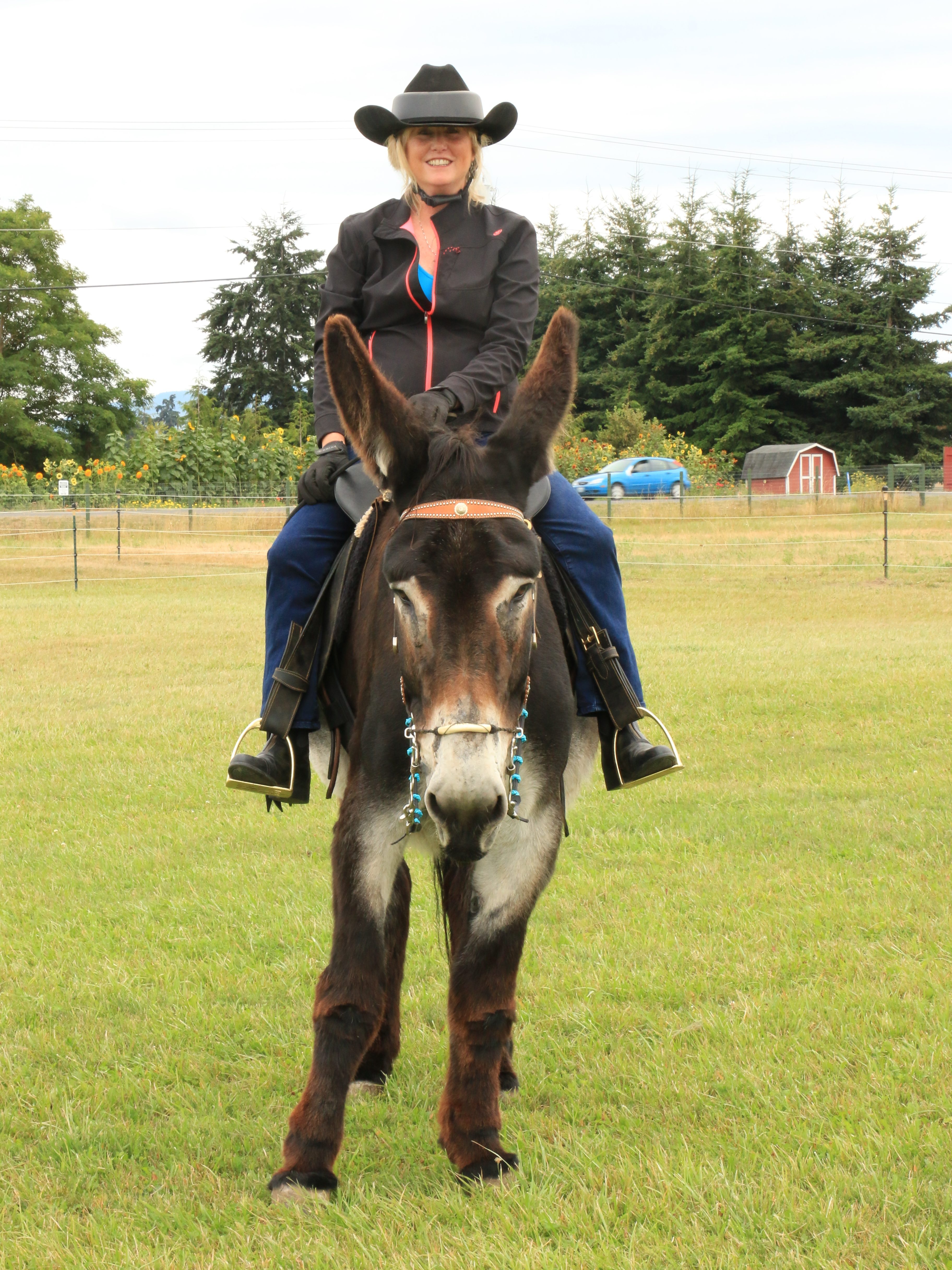 What Age Is My Equine Full Grown?
