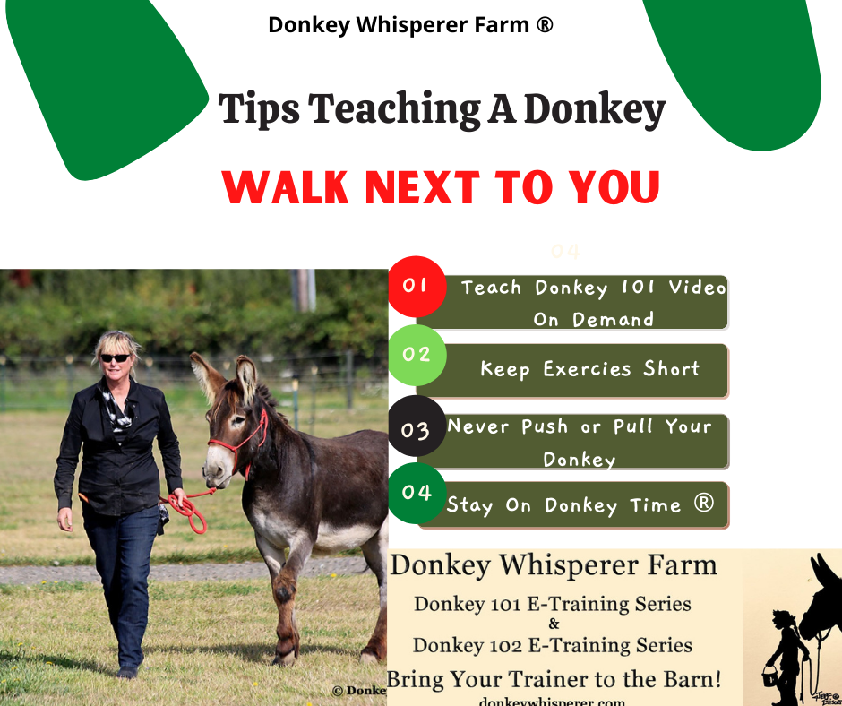 How Can I Teach My Donkey
