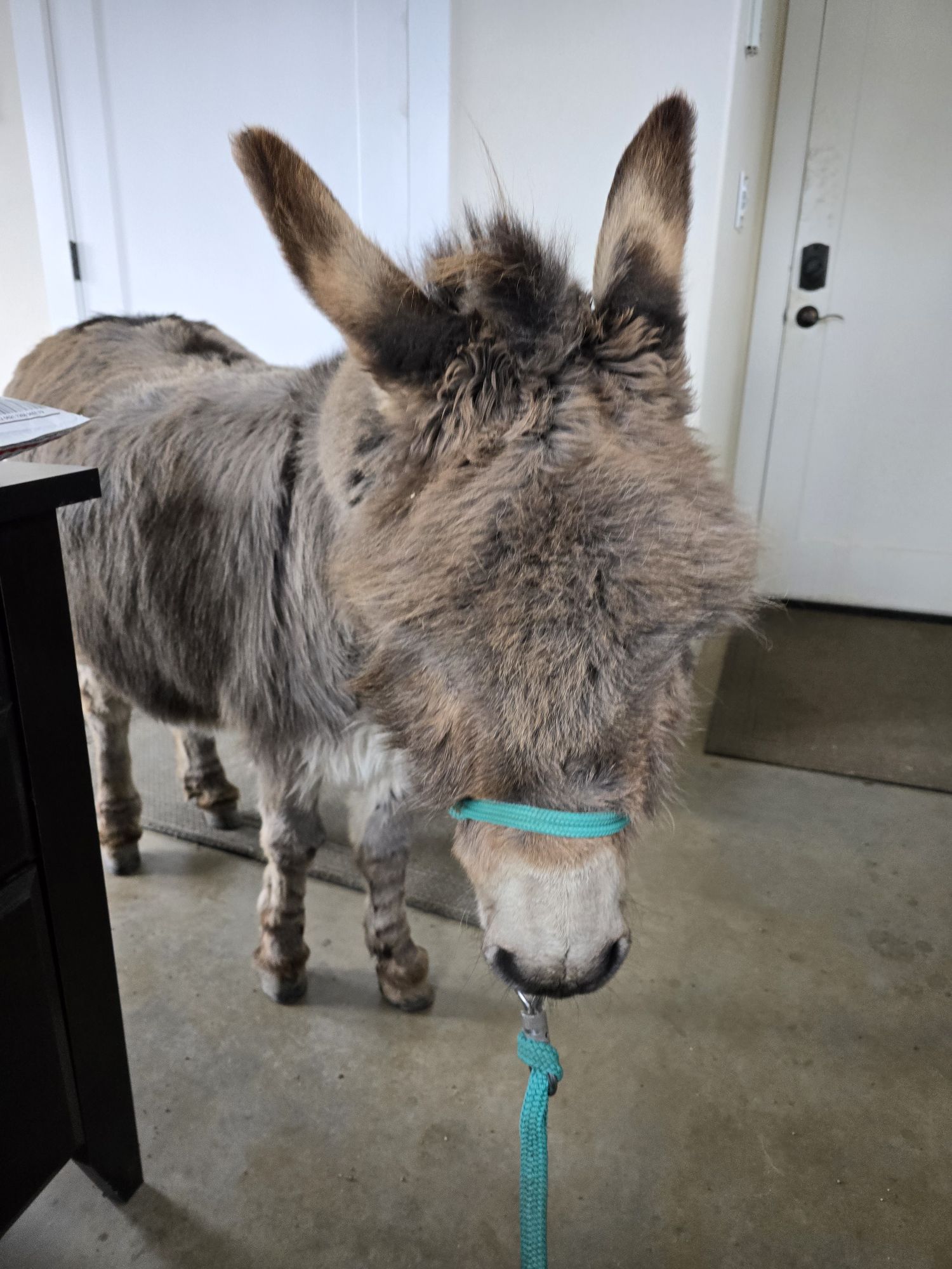 Senior Donkeys Need Extra Help
